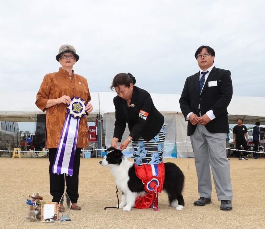 Grand Parade | Borderlane Border Collies Japan