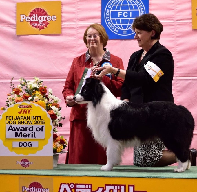 Grand Parade | Borderlane Border Collies Japan
