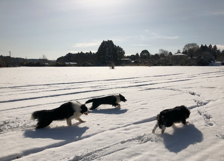 Borderlane Champions List | Borderlane Border Collies Japan